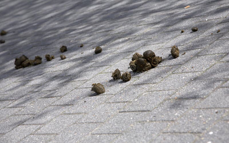 Facendo Un Passo Su Una Merda Di Cane Immagine Stock - Immagine di mess ...