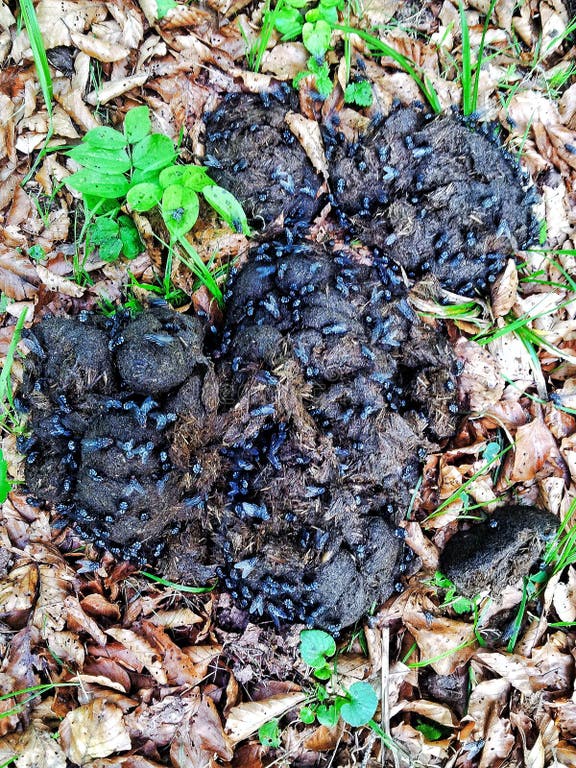 Mucchio di merda fotografia stock. Immagine di mosche - 42540620