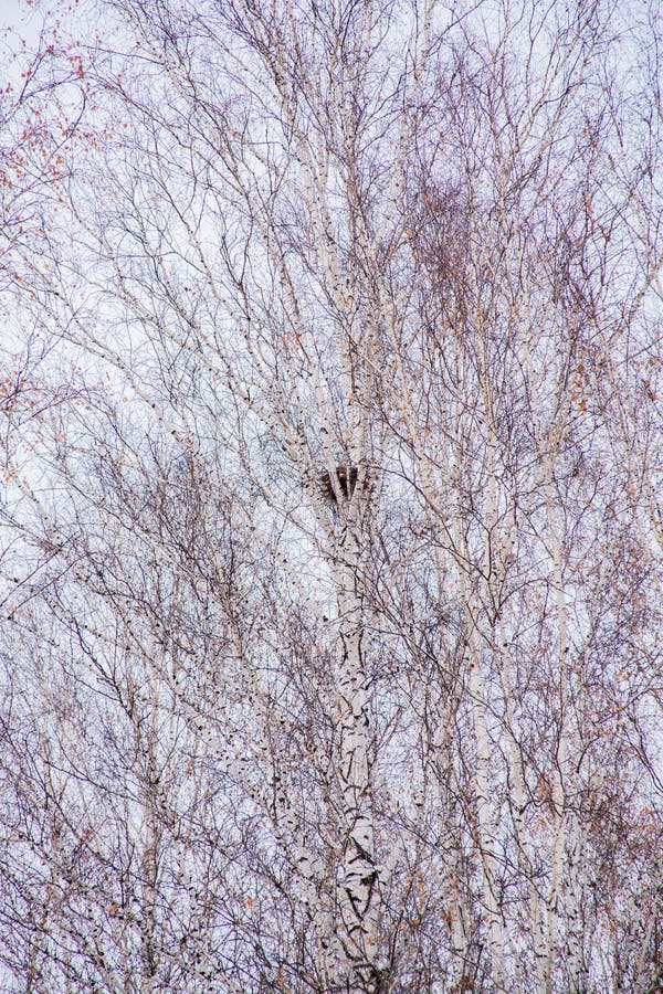 Much Birch with Bird`s Nest Winter Day Stock Image - Image of nature ...