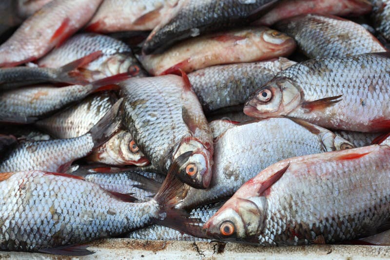 Much fresh river fish stock image. Image of silver, fish - 16572481