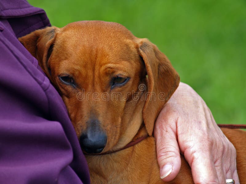 Loved dog stock image. Image of master, friend, pedigree - 15303645