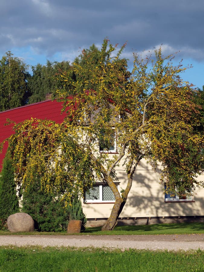 Much plums stock image. Image of yield, tasty, harvest - 33334789