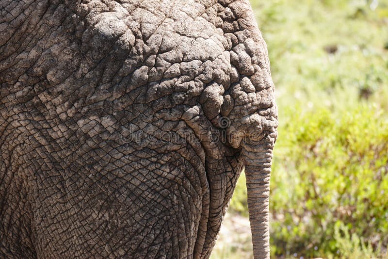 So Much Rump Inside that Trunk. an Elephants Rump. Stock Photo - Image ...