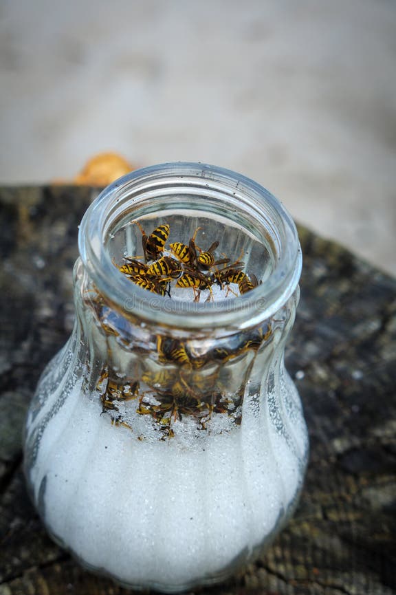 Much Wasps Eat the Sugar in a Sugar Jar Stock Image - Image of food ...