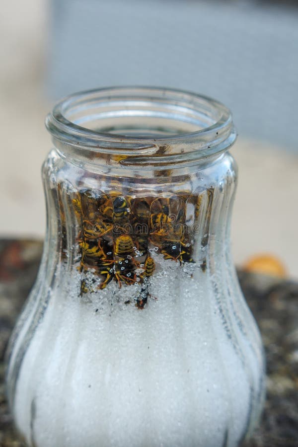 Much Wasps Eat the Sugar in a Sugar Jar Stock Image - Image of nectar ...