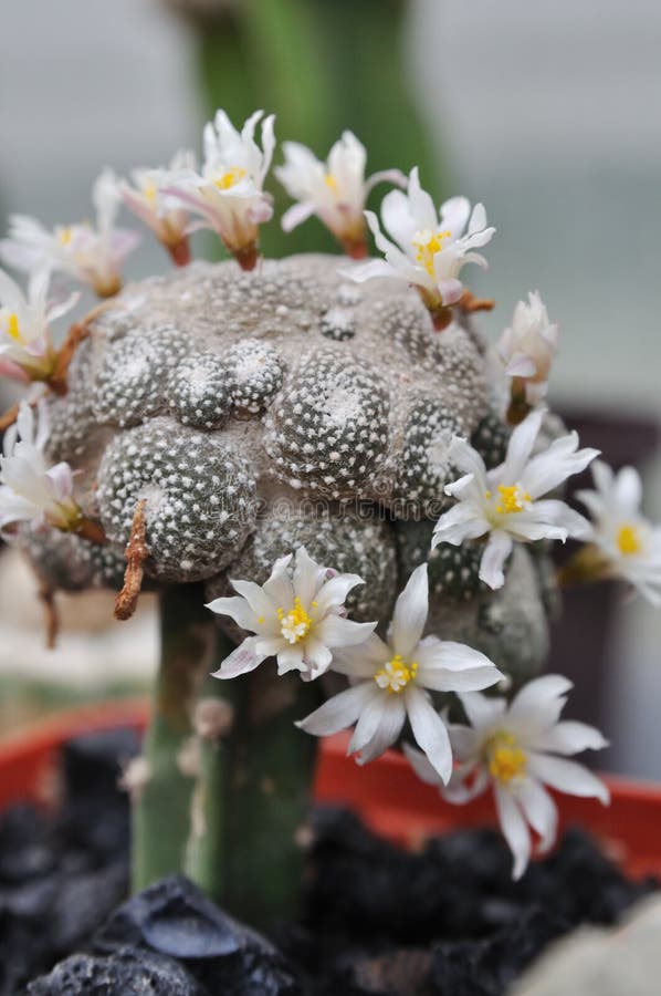 Much white flowers cactus stock photo. Image of sheet - 89314564