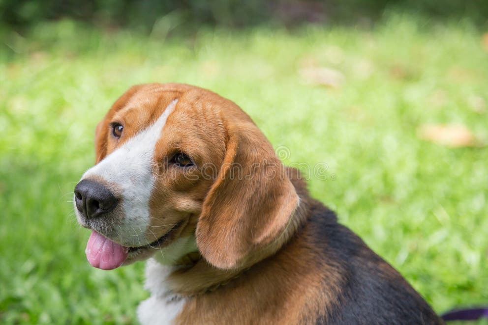 Muchacho Agradable Del Perro Del Beagle Foto de archivo - Imagen de ...