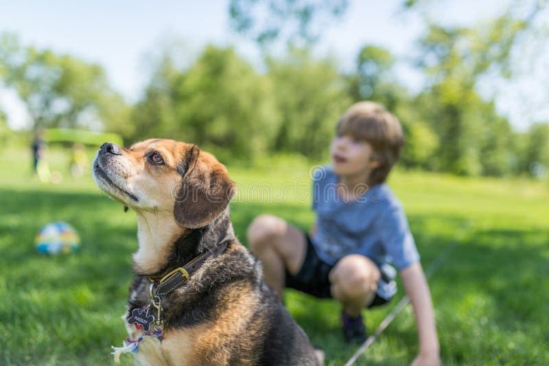Muchacho y su perro imagen de archivo. Imagen de suave - 99019919