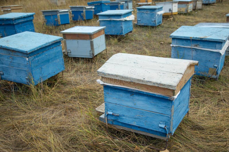 Muchas Colmenas En La Naturaleza Imagen de archivo - Imagen de granja ...