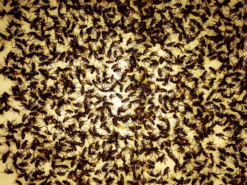 Muchas De Las Moscas Fotos - Libres de Derechos y Gratuitas de Dreamstime