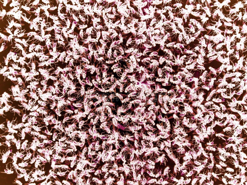 Muchas de las moscas imagen de archivo. Imagen de pegamento - 42871261