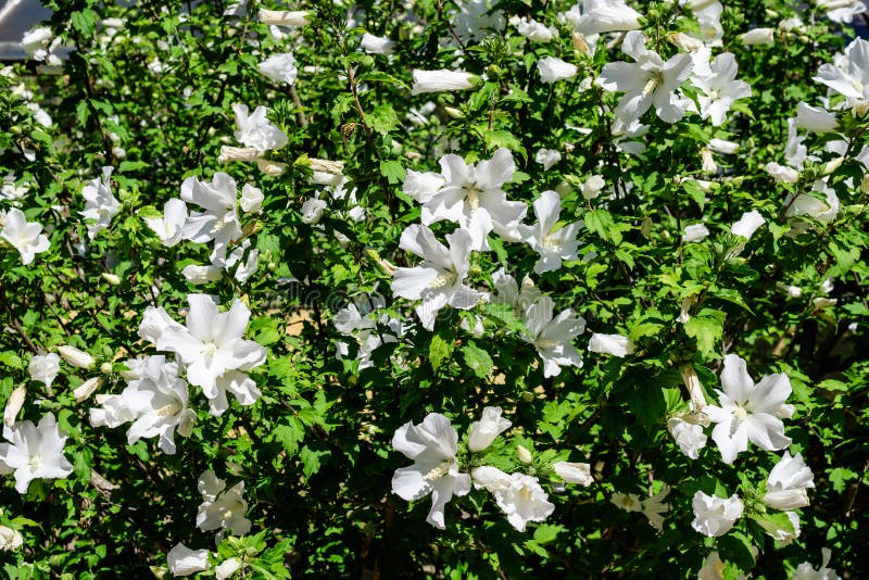 Muchas Flor Blanca De Planta Hibiscus Syriacus Comúnmente Conocida Como