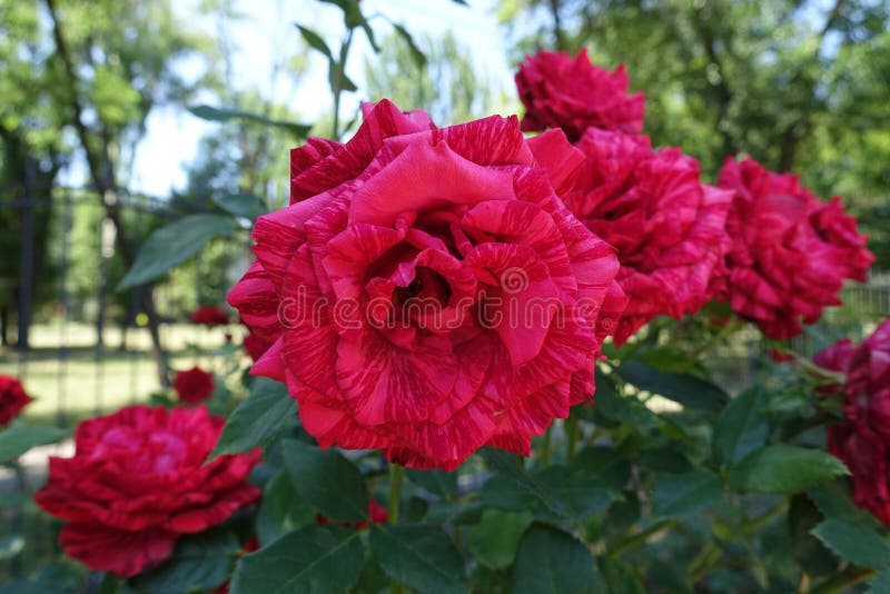 Muchas Flores De Rosas Rojas Rayadas Foto de archivo - Imagen de ...