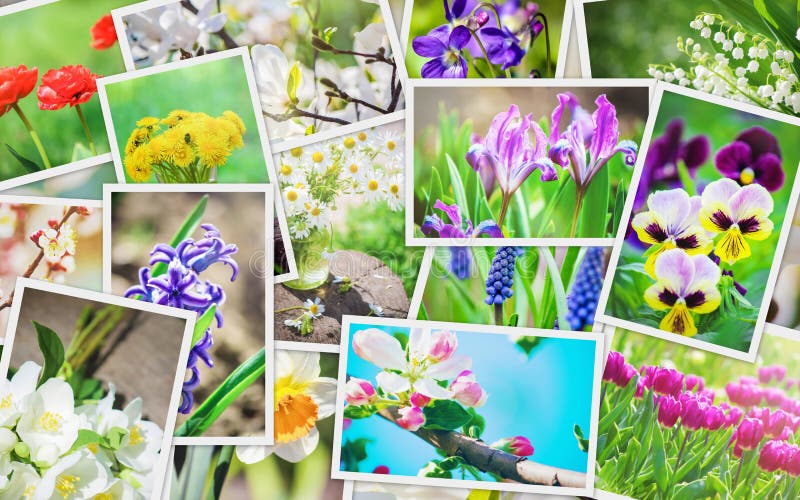 Muchas Imágenes De Flores Collage Foto de archivo - Imagen de tarjeta ...
