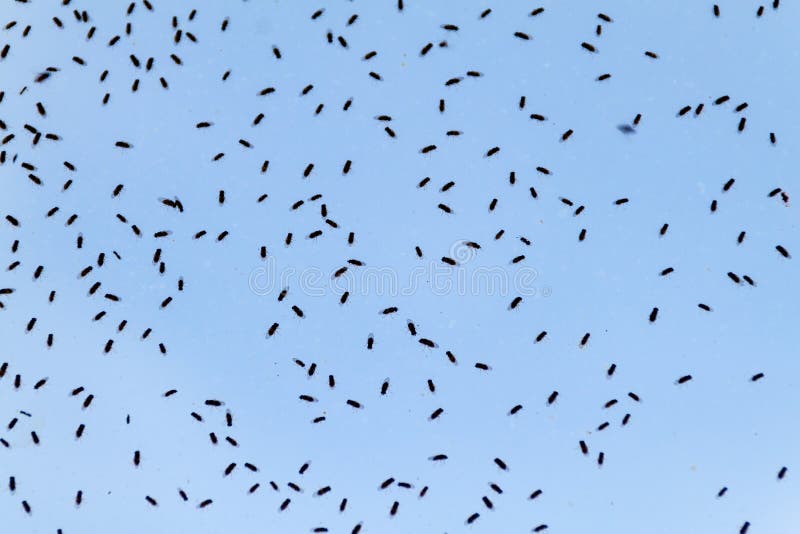 Muchas Moscas Se Quedan Pegadas En El Papel Para Atrapar a Las Moscas ...