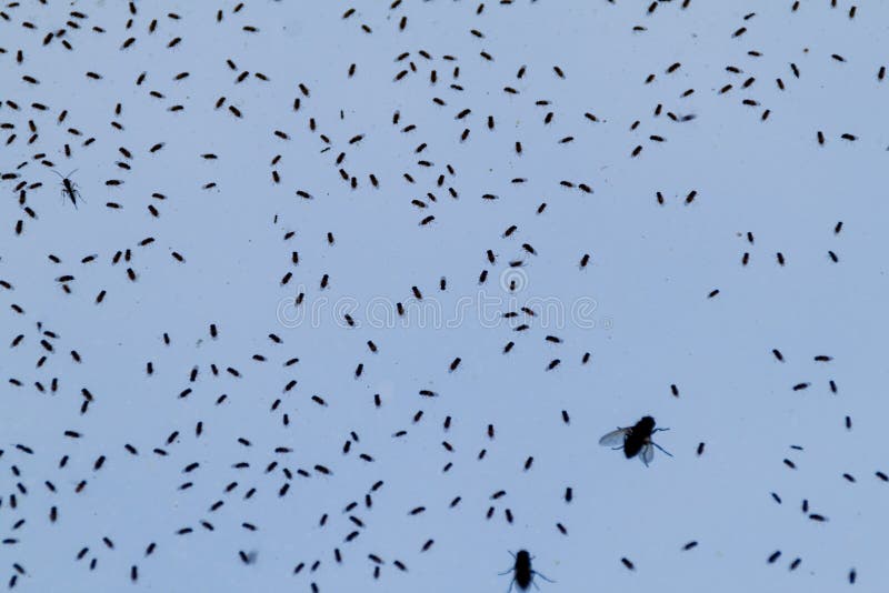 Muchas Moscas Se Quedan Pegadas En El Papel Para Atrapar a Las Moscas ...