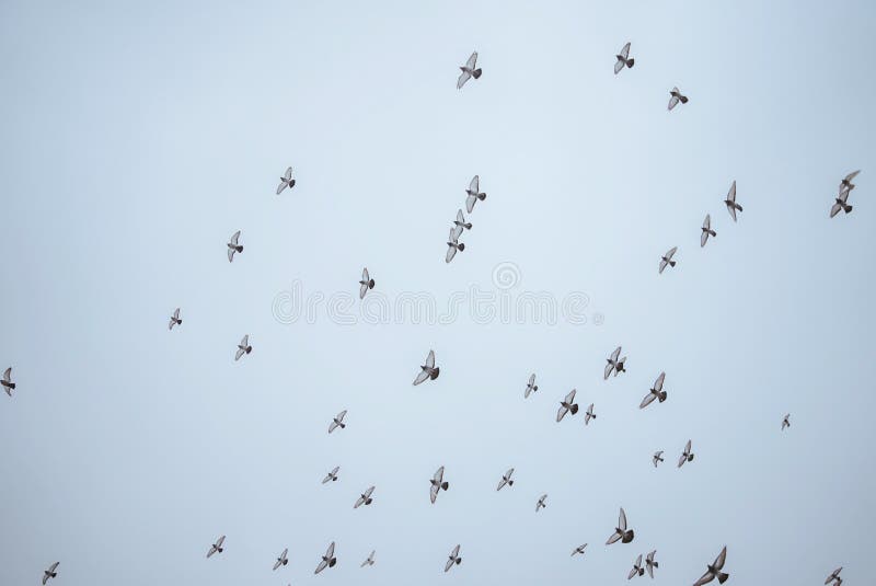 Muchas Palomas Volando En Cielo Gris Foto de archivo - Imagen de ...