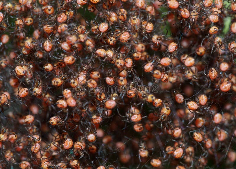 Dos Pequeñas Arañas En La Flor Blanca En La Foto Macro Del Jardín Foto ...