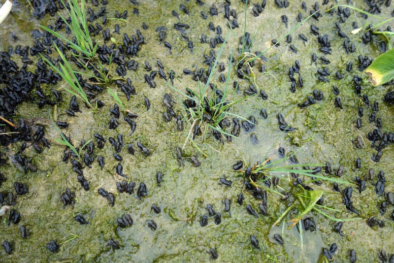 Pequeñas ranas imagen de archivo. Imagen de pierna, cabritos - 30199625