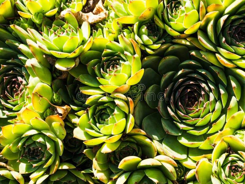 Muchas Plantas Suculentas Son De Color Verde. Plantas De Hogar Foto de ...