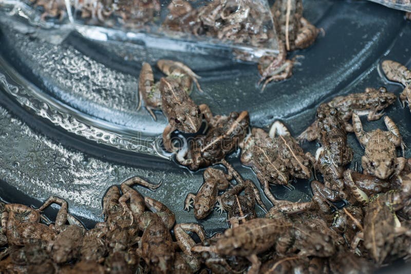 Mucho ranas para la venta foto de archivo. Imagen de reptil - 39179130