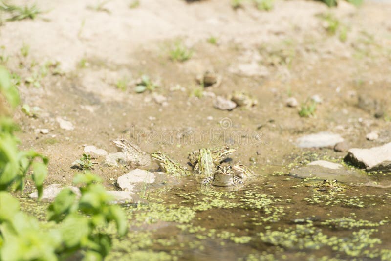 Muchas ranas verdes imagen de archivo. Imagen de anfibio - 174269113
