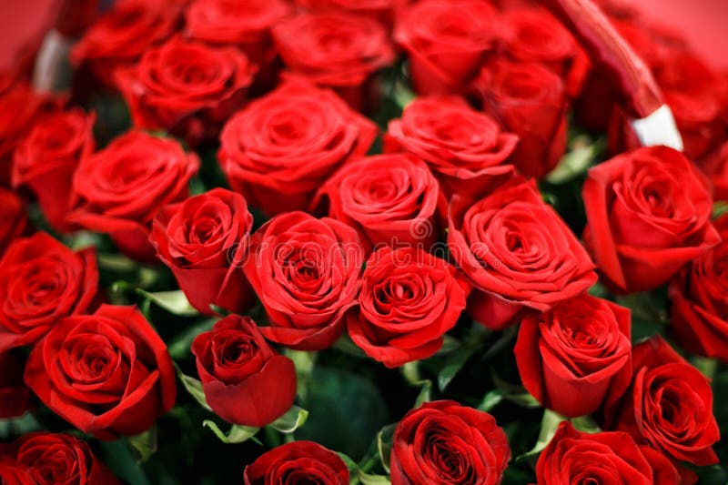 Muchas rosas rojas imagen de archivo. Imagen de novia - 106958915