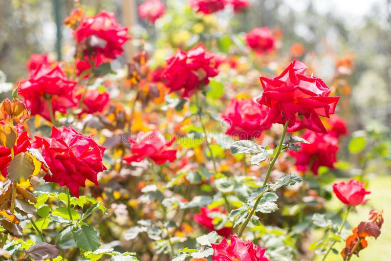 Muchas rosas rojas foto de archivo. Imagen de frescura - 49810608