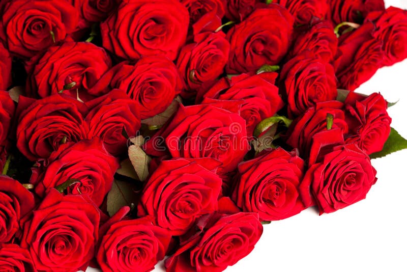 Muchas rosas rojas imagen de archivo. Imagen de extracto - 51439325