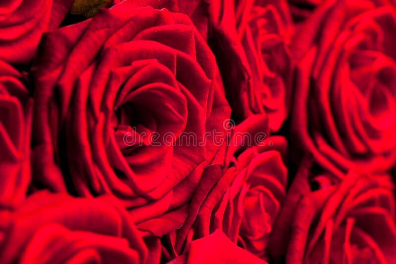 Muchas rosas rojas imagen de archivo. Imagen de flor - 98146533