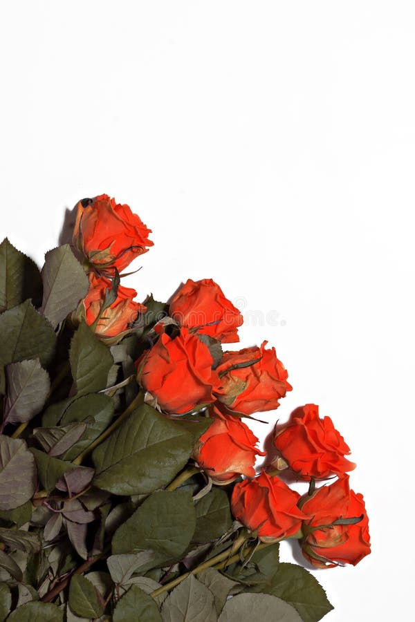 Muchas Rosas Rojas En Un Fondo Blanco Imagen de archivo - Imagen de ...