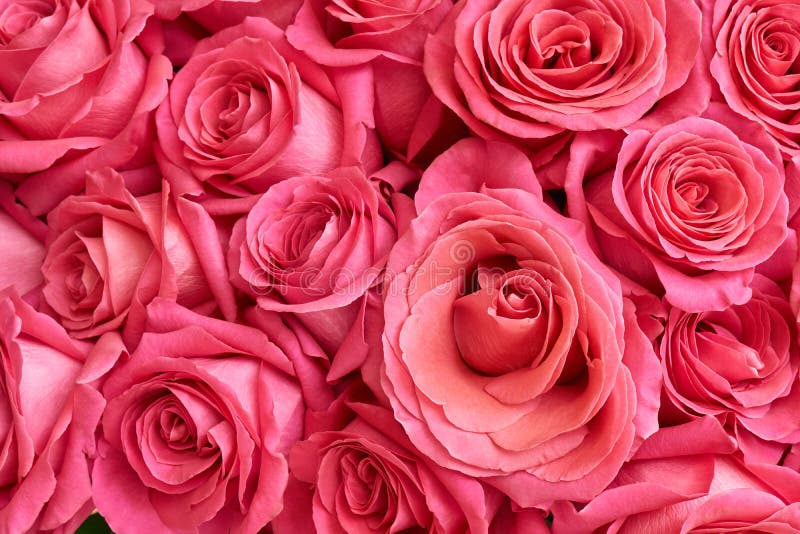 Muchas rosas rojas imagen de archivo. Imagen de planta - 108542439