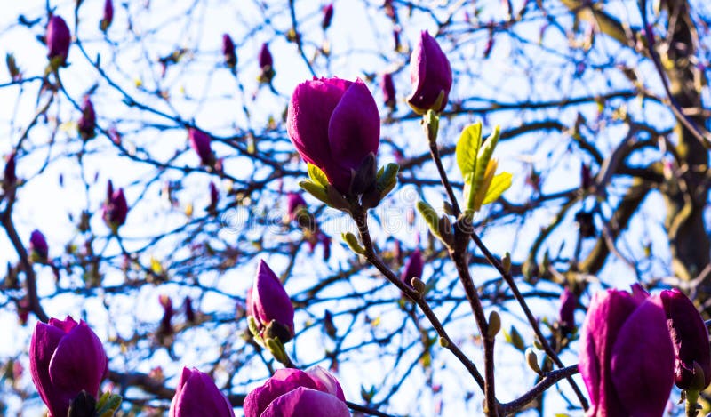 Mucho Flor Rosada Del Flor De La Magnolia Foto de archivo - Imagen de ...