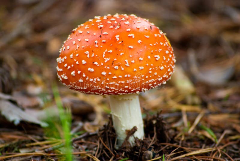 45,138 Muchomor zdjęć stockowych - bezpłatne i z licencją Royalty Free ...