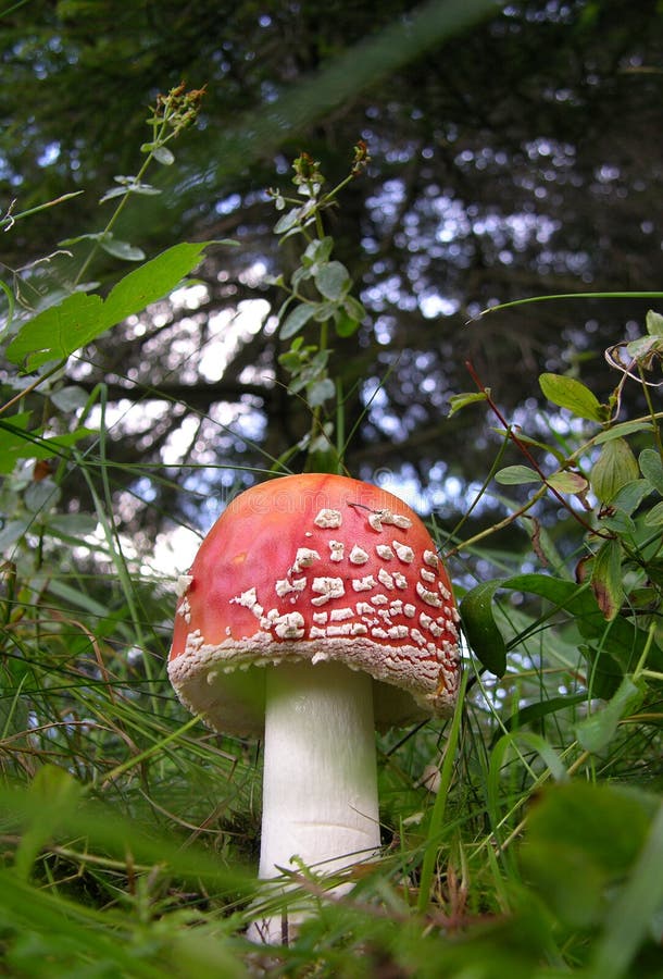 Muchomor obraz stock. Obraz złożonej z mech, jadowity - 112518969