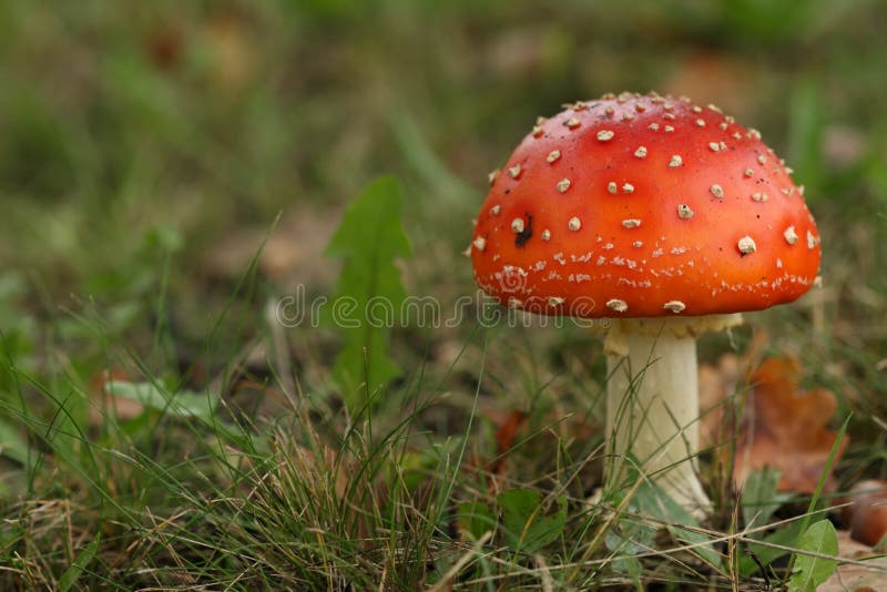 Muchomor obraz stock. Obraz złożonej z mech, jadowity - 112518969