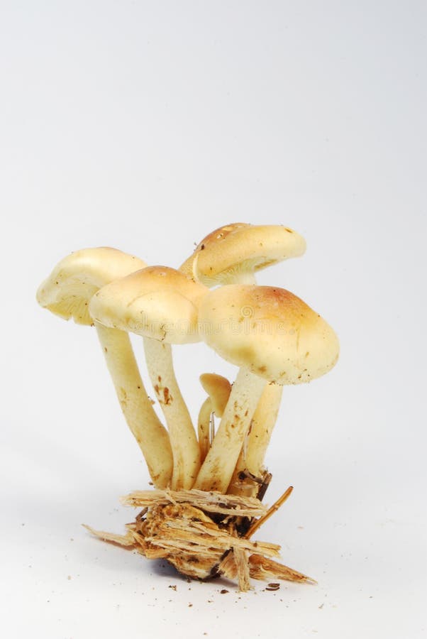 Muchomory zdjęcie stock. Obraz złożonej z greenbacks - 15616996