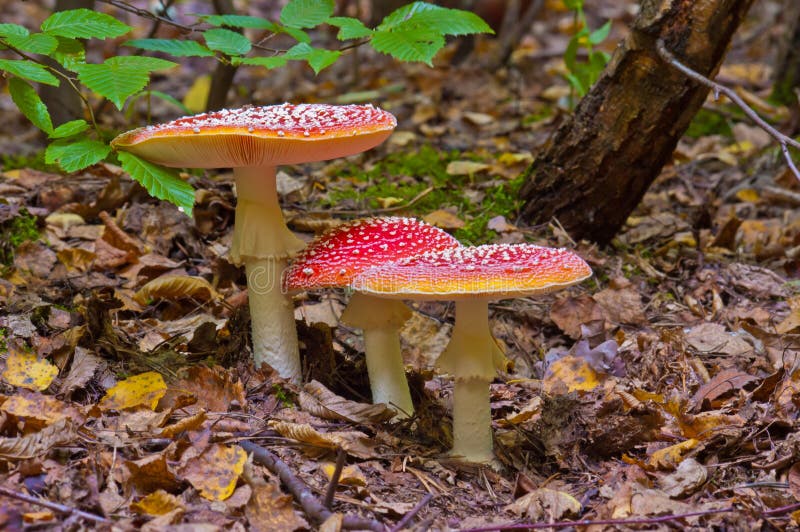 Muchomory zdjęcie stock. Obraz złożonej z sezon, dzień - 33872472