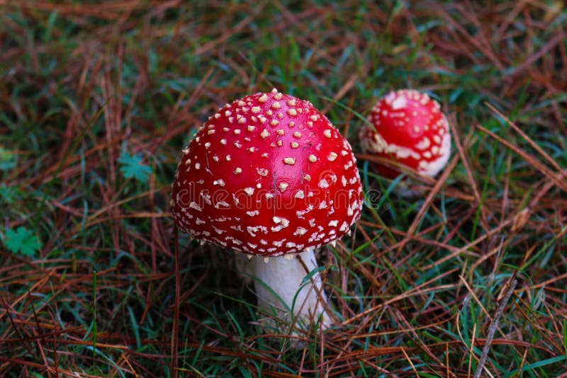 Muchomory w lesie zdjęcie stock. Obraz złożonej z tła - 33586808