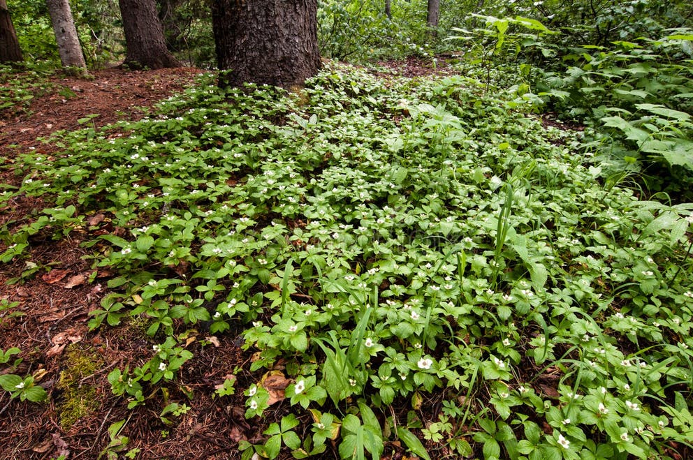 Muchos Bunchberries (canadensis Del Cornus) Imagen de archivo - Imagen ...