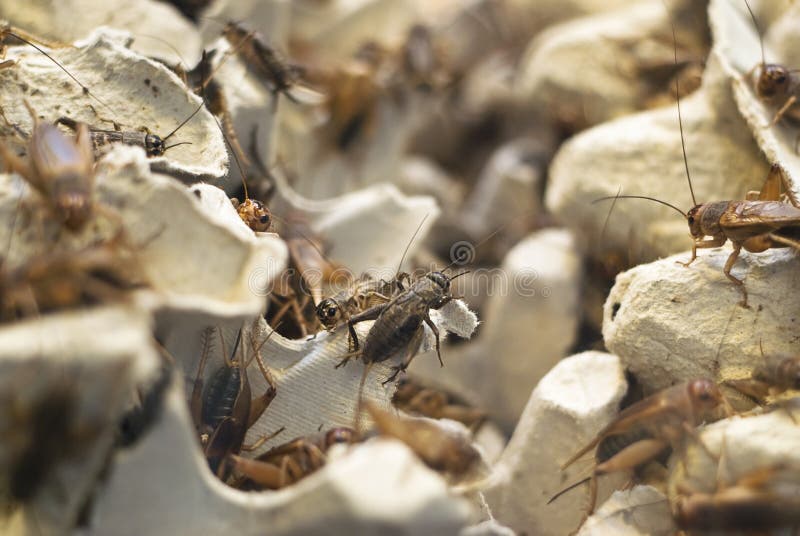 Grillo del bebé imagen de archivo. Imagen de bebé, insecto - 25039657