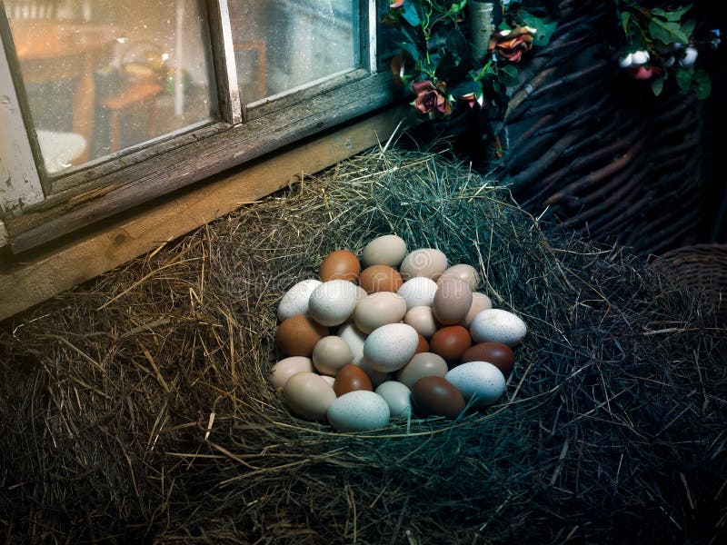 Muchos Huevos De Ave En El Hayloft En El Nido Foto de archivo - Imagen ...