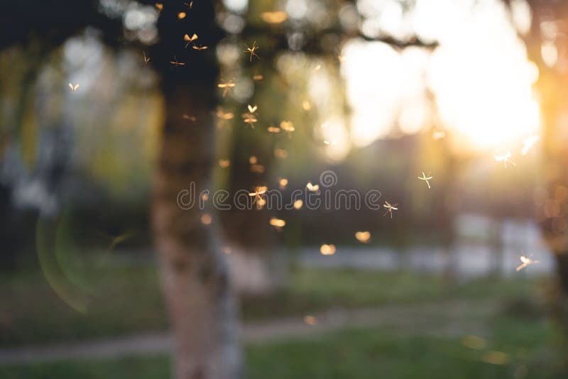 Muchos Mosquitos Al Atardecer En El Parque Foto de archivo - Imagen de ...
