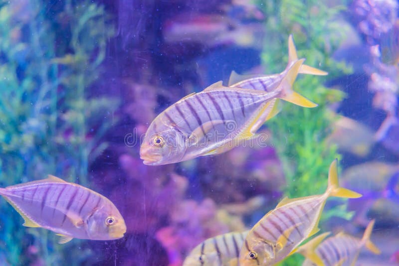 Muchos Peces Azules En Un Gran Acuario Imagen de archivo - Imagen de ...