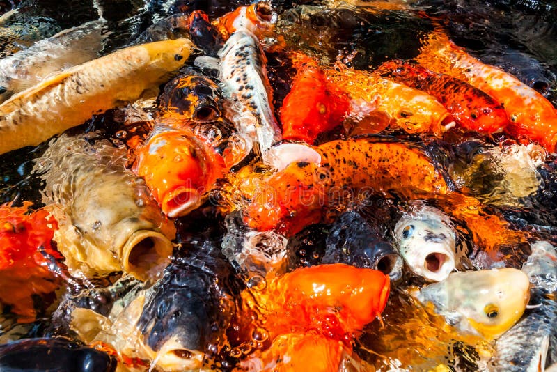 Muchos pescados de Koi imagen de archivo. Imagen de oriental - 3161735