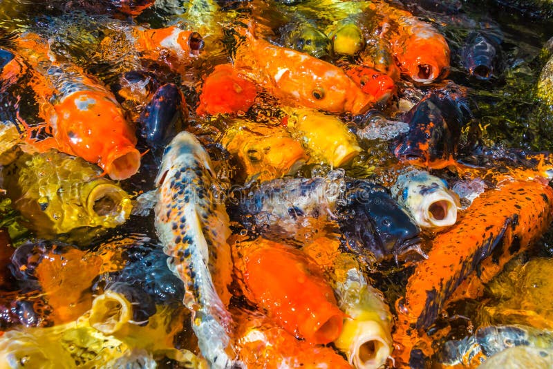 Muchos peces koi imagen de archivo. Imagen de travieso - 159036069