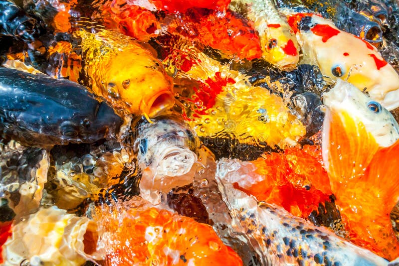 Muchos peces koi imagen de archivo. Imagen de charca - 159036809