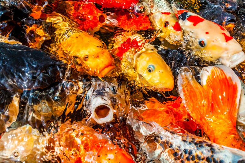 Muchos peces koi imagen de archivo. Imagen de lago, pescados - 159036129