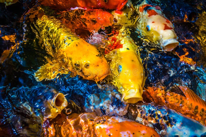 Muchos peces koi imagen de archivo. Imagen de lago, pescados - 159036129