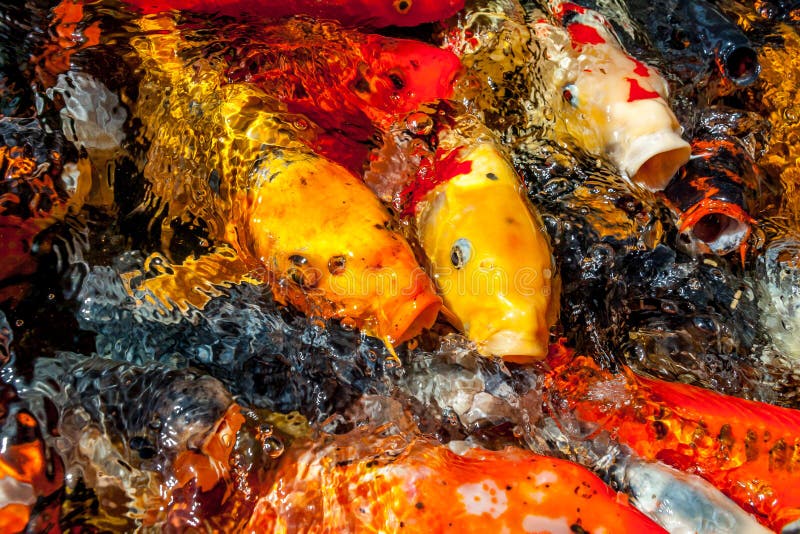 Muchos peces koi imagen de archivo. Imagen de lago, pescados - 159036129
